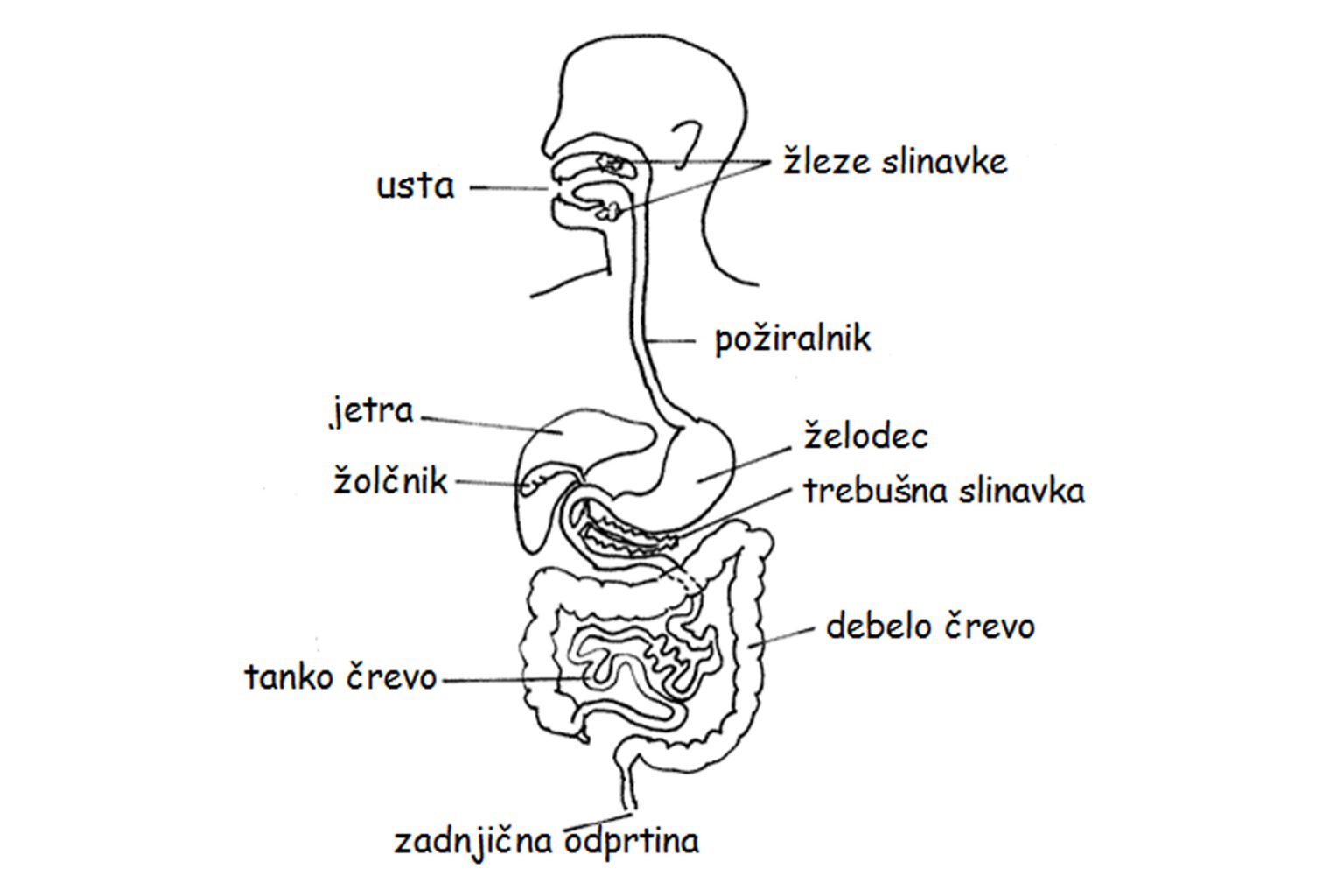 Kako toksini v maščobnih celicah vplivajo na debelost in otekanje: kako ...